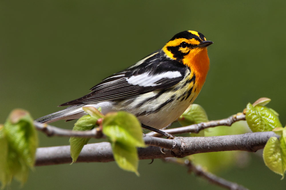 Photo of Blackburnian Warbler - Photography by Russ Chantler